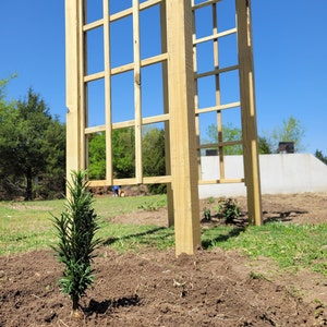 Cornus Sericea 'bergeson Compact' Dwarf Red Twig | Etsy