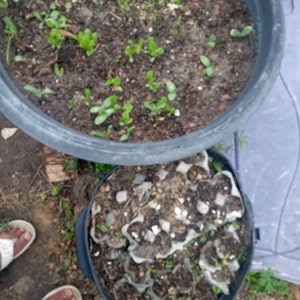 Scent Leaf SEEDS, Clove Basil, African Basil, Nchanwu, Efirin, Ntonng ...