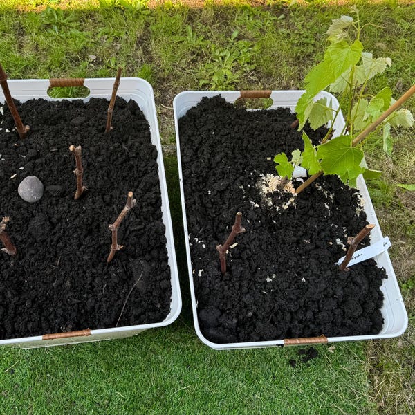 Niagara Seeded Grape Vine, Table, Juice - Etsy