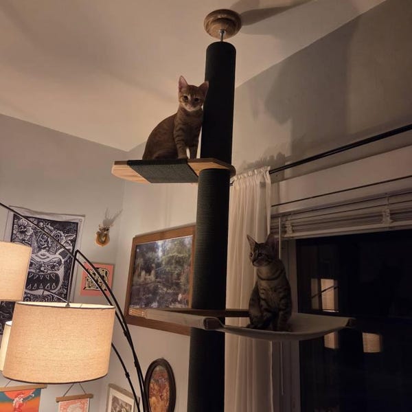 Modern Climber Cat Tree With Hammock, Floor to Ceiling Cat Tree Tower ...