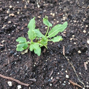 5 Bumbleberry Salvia Perennial Plants. Easy to Grow. Pollinator ...