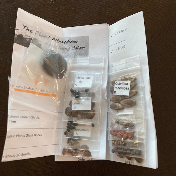 Pithecellobium Dulce Tree 15 Seeds, Manila Tamarind, Madras Thorn, or ...