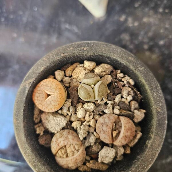 Plant-1- Gibbaeum Nuciforme - Etsy