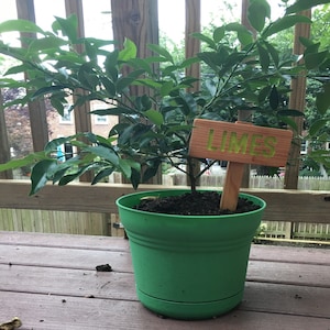 LIMES Rustic Tree Sign, Hand Routed, Citrus Tree Garden Sign, Tree ...