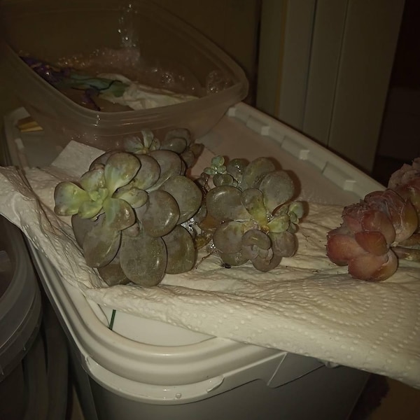 5" Live Succulent Plants, Graptopetalum Ellen, Easy Care Plants - Etsy