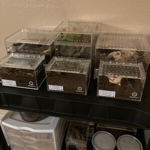 Small Terrarium Label Laminated Enclosure Label Exotic Pet | Etsy UK