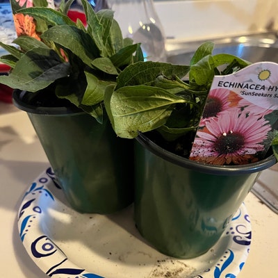 Lenten Rose true Love double Deep Maroon Red Flowers Helleborus ...