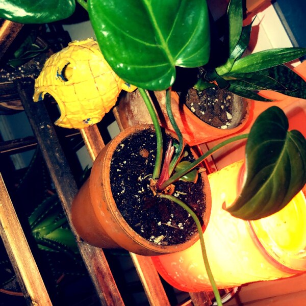 Hoya Krohniana Eskimo BLACK Plant Live Rare Indoor Houseplants in 4 ...