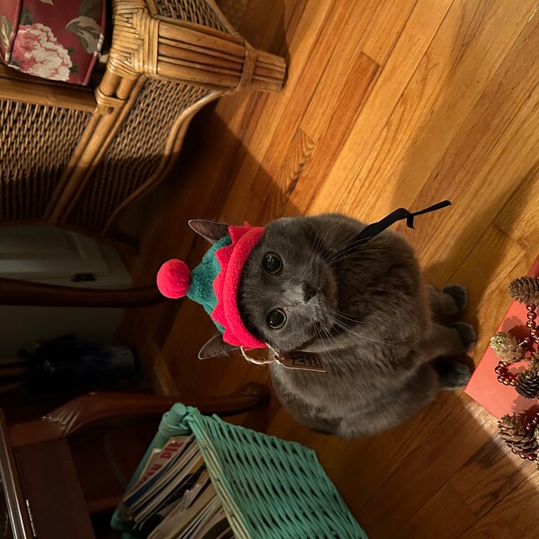 Elf Cat Hat. Christmas Cap for Cats and Kittens. Pet Photo Prop ...
