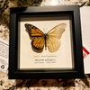 Real Monarch Butterfly Skeleton Science Oddity Curiosity - Etsy