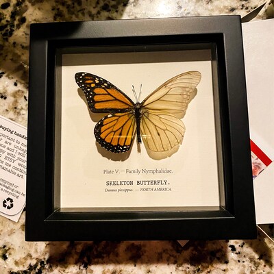 Real Monarch Butterfly Skeleton Science Oddity Curiosity - Etsy