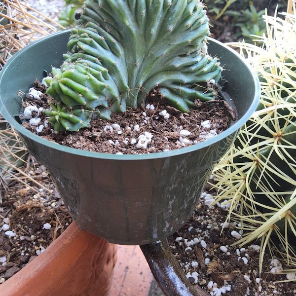 Blue Candle Crested Cactus | 4 Inch | Blue Myrtle Crested Cactus ...
