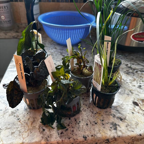 BUY2GET1FREE Java Moss, Bogor Moss Aquarium Plant Easy Aquarium Plant ...