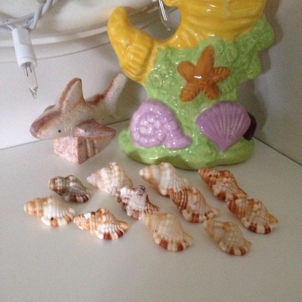 Alilea Hawaiian Spotted Stromb Shells, set of 50 14-22mm, 008 - Etsy