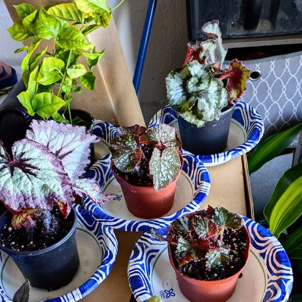 Rex Begonia Blue Iridescent ‘island Magic’ Silver Variegated Live House ...