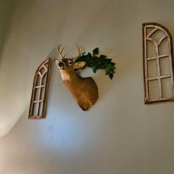 Dark Perfect 6pt Whitetail Antler Horn Deer Fake Skull Mount Taxidermy ...