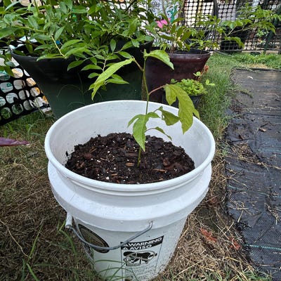 Boysenberry Plants Live Rooted Starter Plants sweet Fruit - Etsy