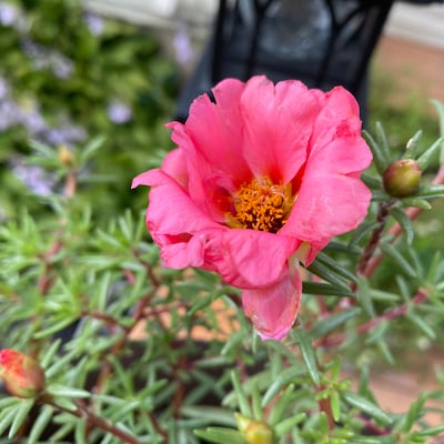 Gypsy Charmer Sunflower Seeds Tricolor 4-6' Branching - Etsy