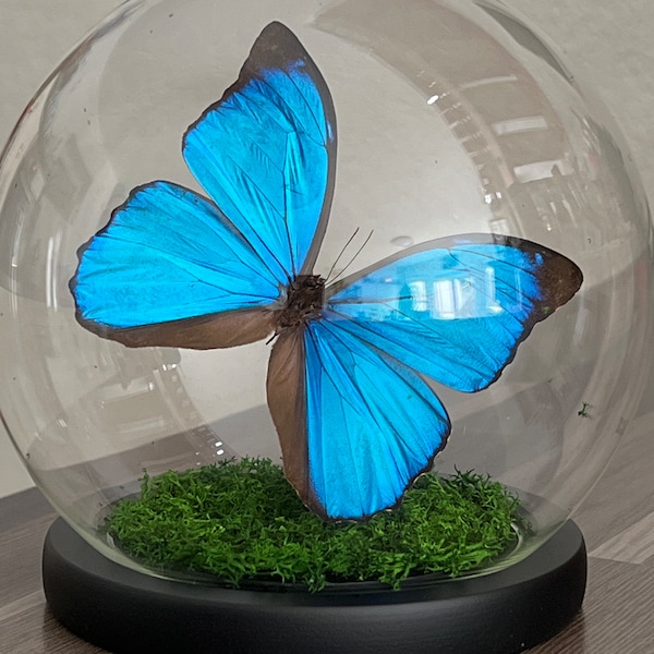 Preserved Blue Morpho Menelaus Butterfly in Glass Dome - Etsy