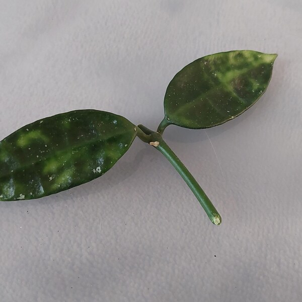 RARE Hoya Mathilde Silver Fresh Cutting Plant Houseplant - Etsy UK