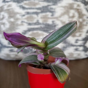 Tradescantia Pink Nanouk Variegated Rare Indoor Starter Plant Live - Etsy