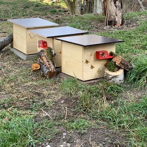 XXL Luxury Bumblebee Box With Wax Moth Lock Viewing Window - Etsy