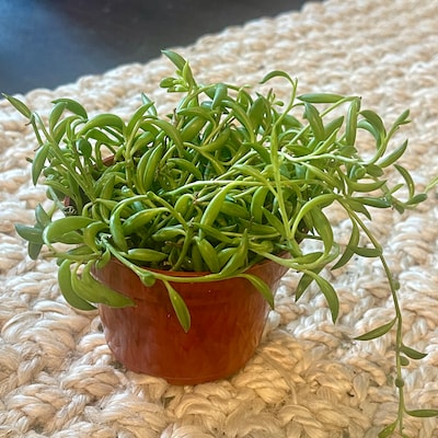 Giant Watch Chain Princess Pine Live Potted Succulent in - Etsy