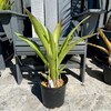Bromeliad Aechmea Patricia’s Secret Nice Small Pup - Etsy