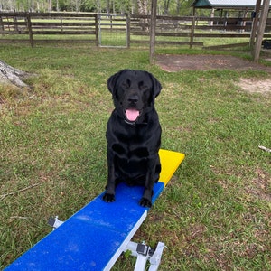 Dog Agility Panel Jump - Etsy