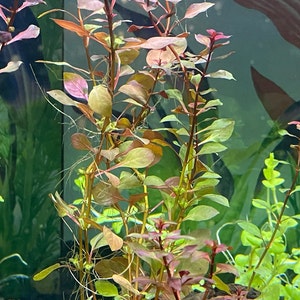 Easy AQUARIUM PLANTS Hygro Blue hygrophila Salcifolia Buy2 | Etsy