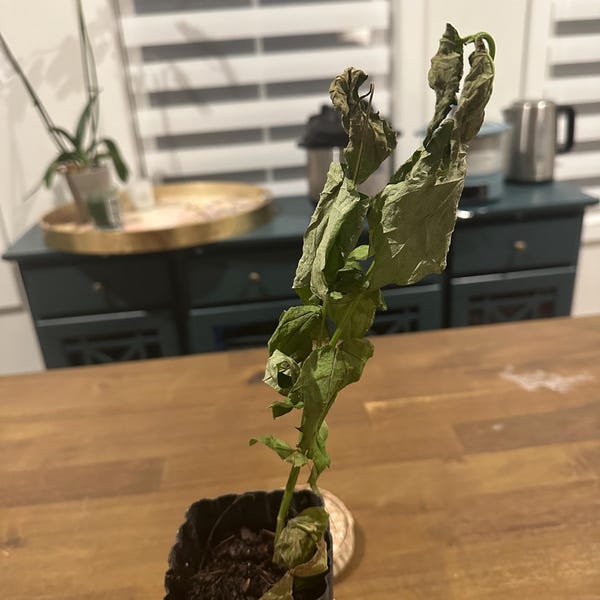 Murraya Paniculata,orange Jasmine Live Plant Well Rooted 6” Tall in 4 ...