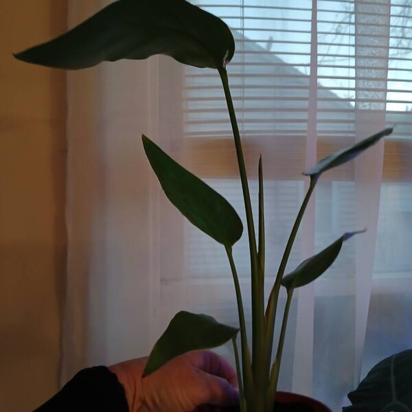 Money Tree Plant Large Fully Rooted Pachira Aquatica Money Tree Braided ...