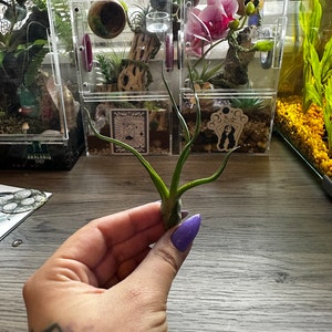 Tillandsia Bulbosa Alien Air Plant - Etsy