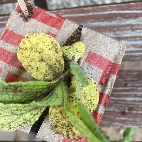 Asparagus Live Plants in 7cm Pots Ready to Plant Out! (connovers ...