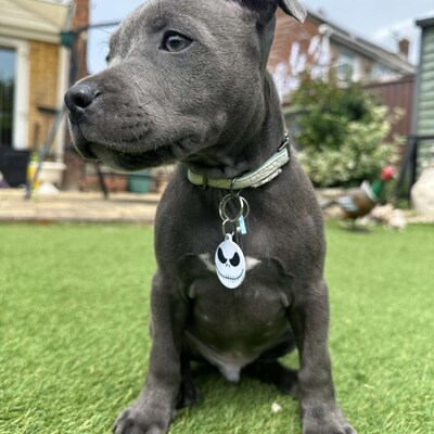 Jack Skellington Dog ID Tag Pet ID Tags Custom Pet Tag Pet Name Tags ...