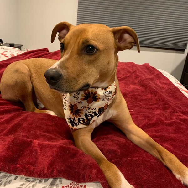 The Picnic Reversible Snap on Dog Bandana, Reversible, Two Looks in One ...