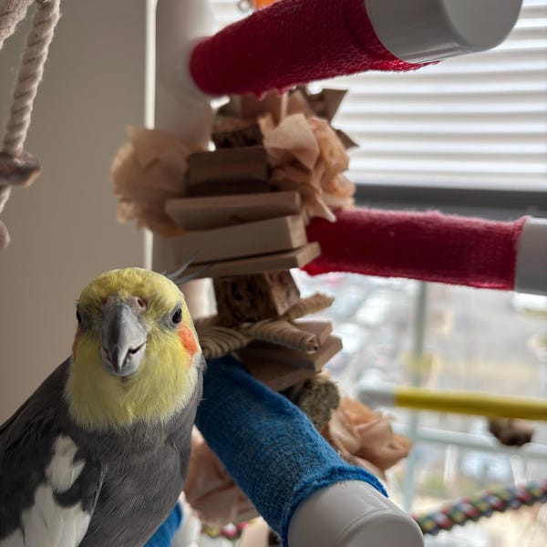 Budgie Shirt, Green Budgie T-shirt, Budgie Gift, Parakeet Tshirt, Green ...