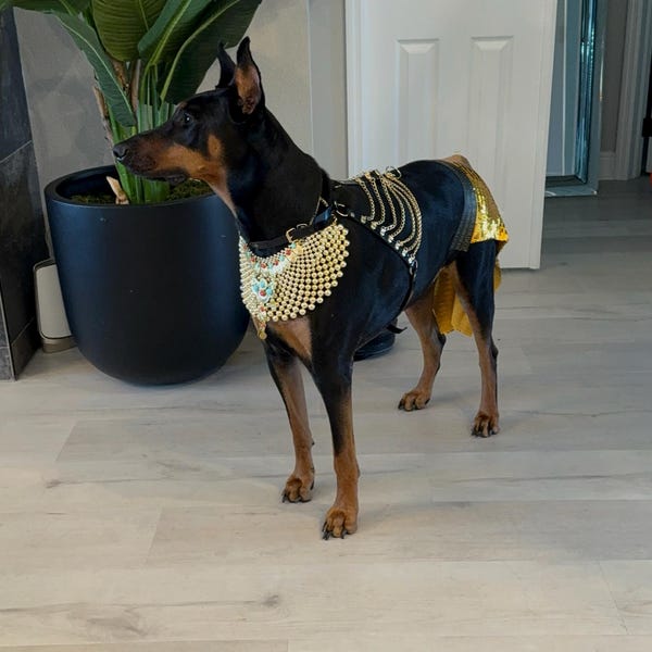 Cleopatra, Egyptian, Big Dog Costumes, Festival, Parade Costume ...