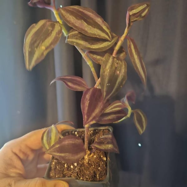 Blushing Lilac Cuttings 'krasavitsa Moskvy' Live Plant Cutting No Roots ...