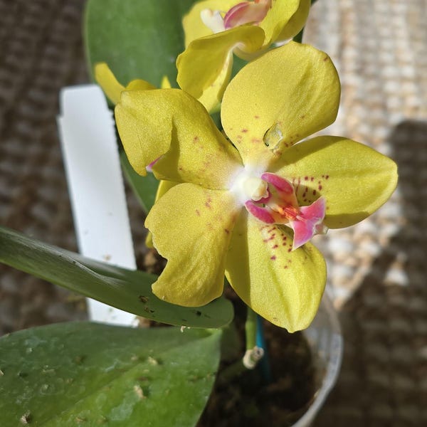 Awarded "cotton Candy" Phal. Cheng-de Beauty 'sakura' AM/AOS , Handsome Plant in 4" Pot With 25 ...