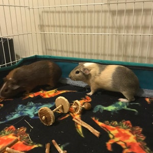 South Park Craig Hat | Etsy