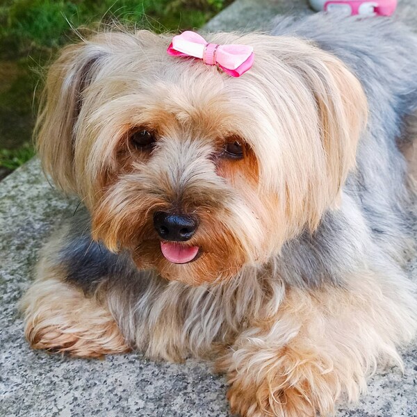 Dog Hair Bow, Dog Hair Clip, Puppy Bows, Yorkie Bow, Puppy Bows Girl ...