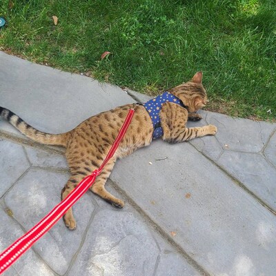 Safetykatz Walking Jacket Red Custom Made Cat Reversible - Etsy