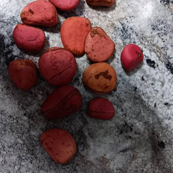 4 Lobes Dried Kola Nuts Seed- 4 Oz/ 120 Grams- - Kola Nuts 4/ 5/6 Lobes ...