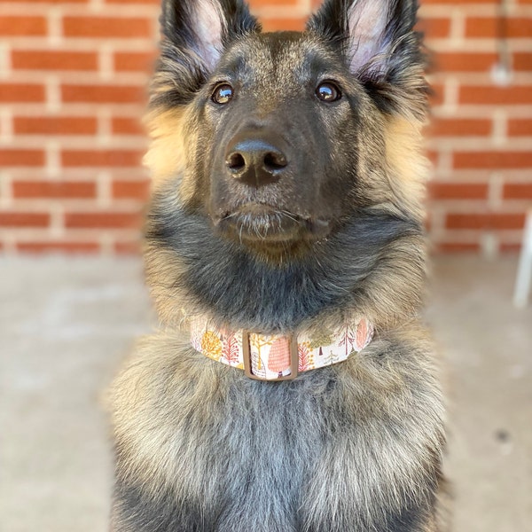 Fall Dog Collar for Boy Girl- Autumn Trees - Xsmall Small Medium Large ...