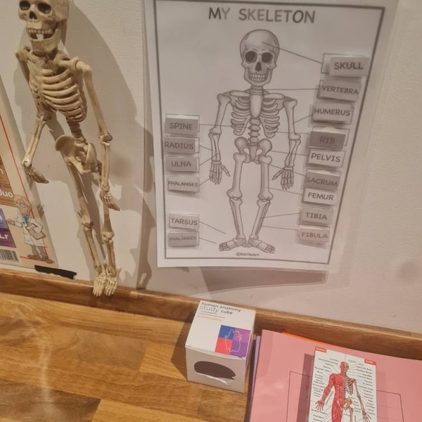 Human Skeleton Busy Book Page, Printable Montessori Materials ...