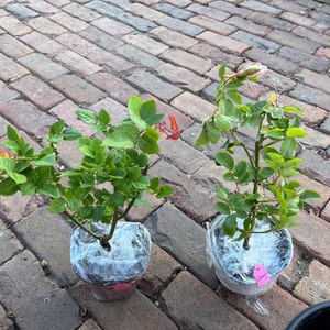 Rare New Rose. Red Juicy Terrazza. 红果汁flower Machine. Continue Blooming ...