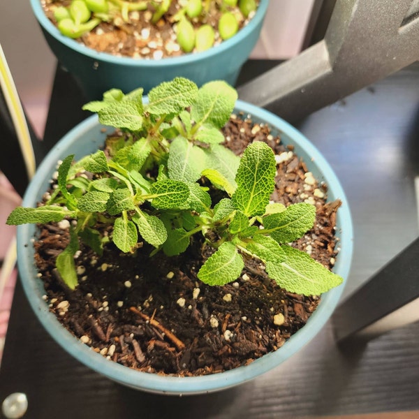 3 Salvia Nemorosa 'bumbleberry' Live Perennial Plants. Stunning Colors ...