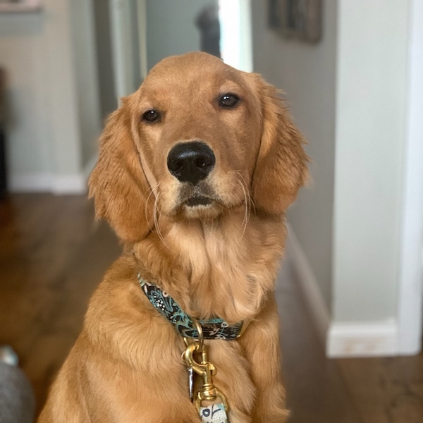 Rifle Paper Co Print Dog Collars - 9 Cute Floral Trendy Patterns- No ...