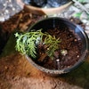 Texas Ebony, Native Texas Tree Seeds and Seedlings: Ebenopsis Ebano ...
